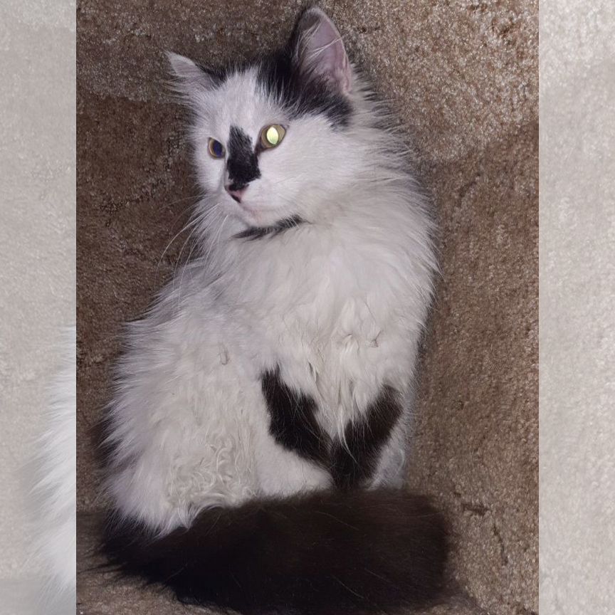 Сиамская кошечка