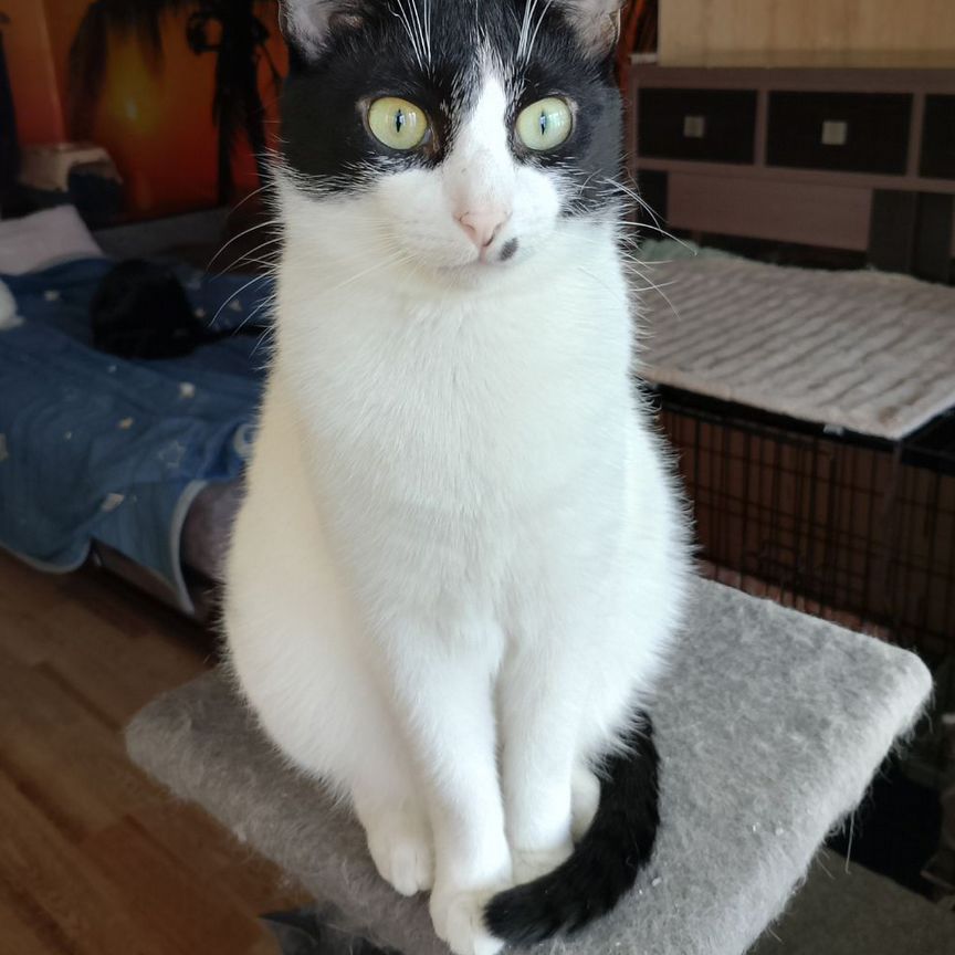 Взрослый кот в добрые руки