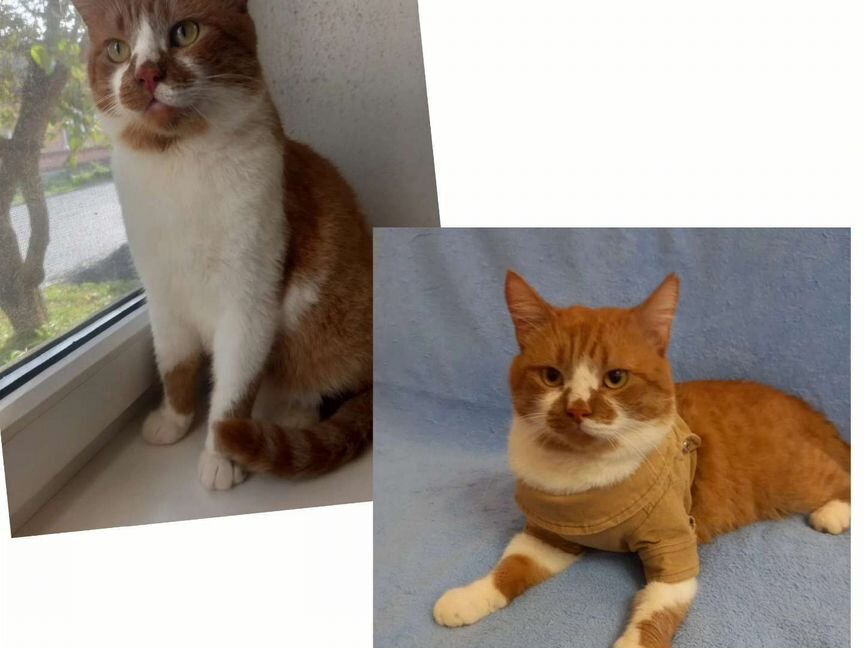 Шикарный мальчик ищет семью