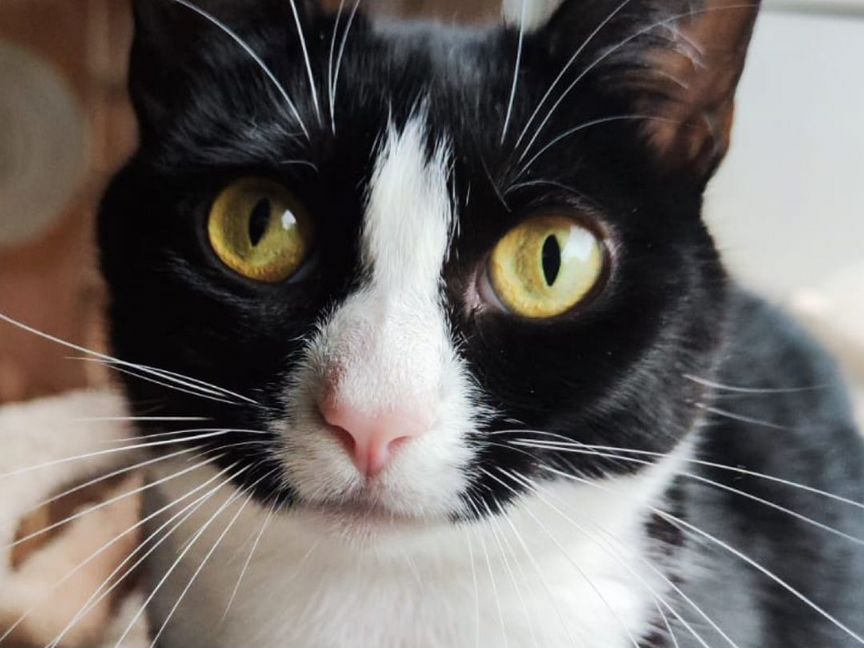 Черно-белая классика