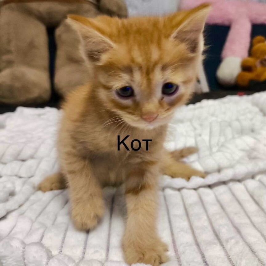 Котёнок в добрые руки