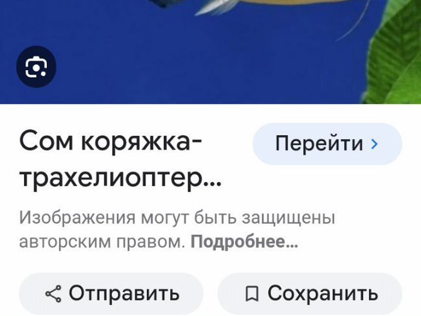 Сом Фишера 5 см