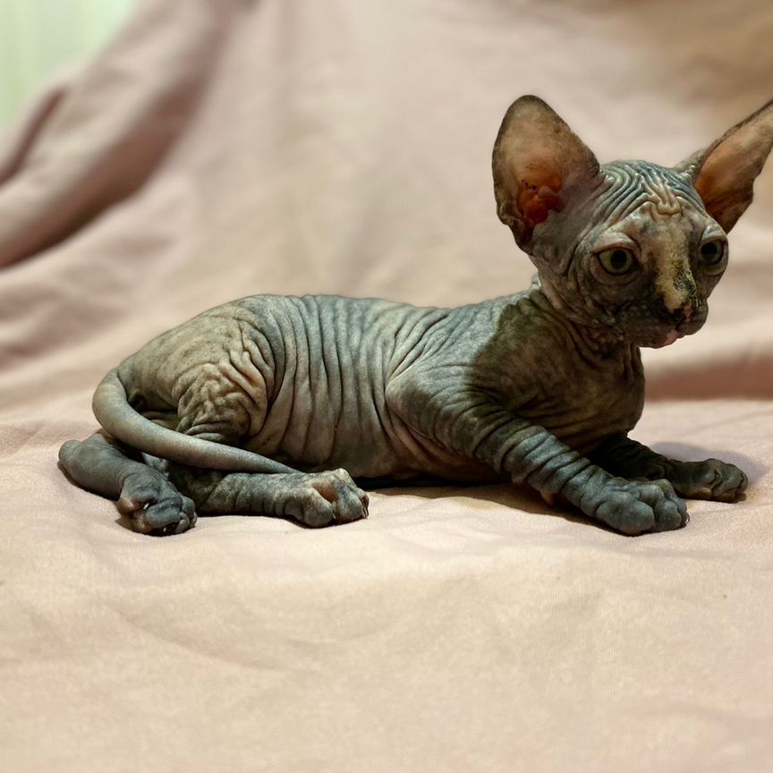 Канадский сфинкс