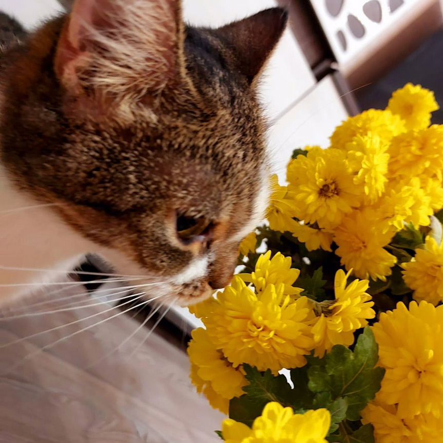 Кошечка Зара нюхает цветочки