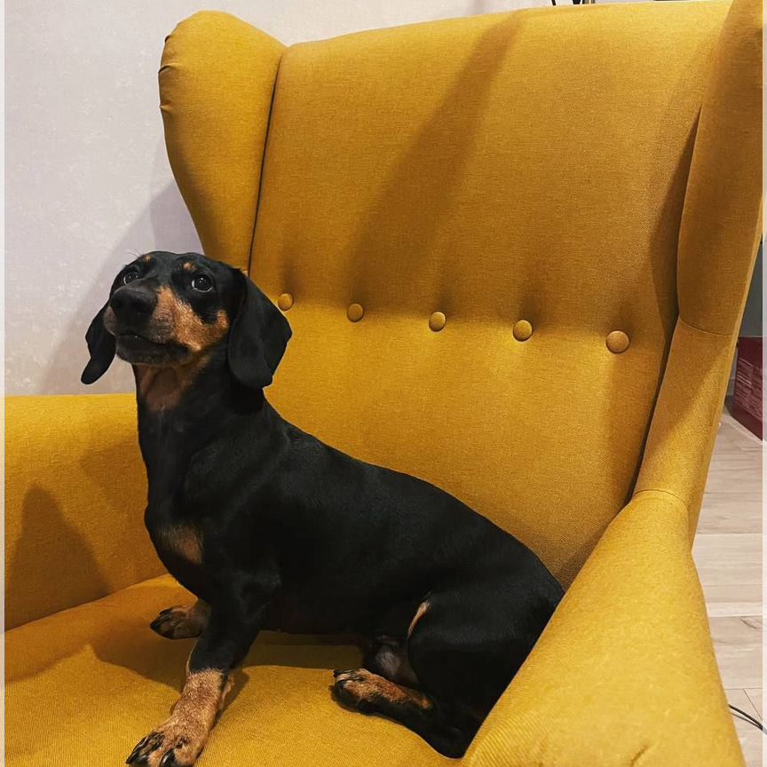 Такса короткошёрстная кобель