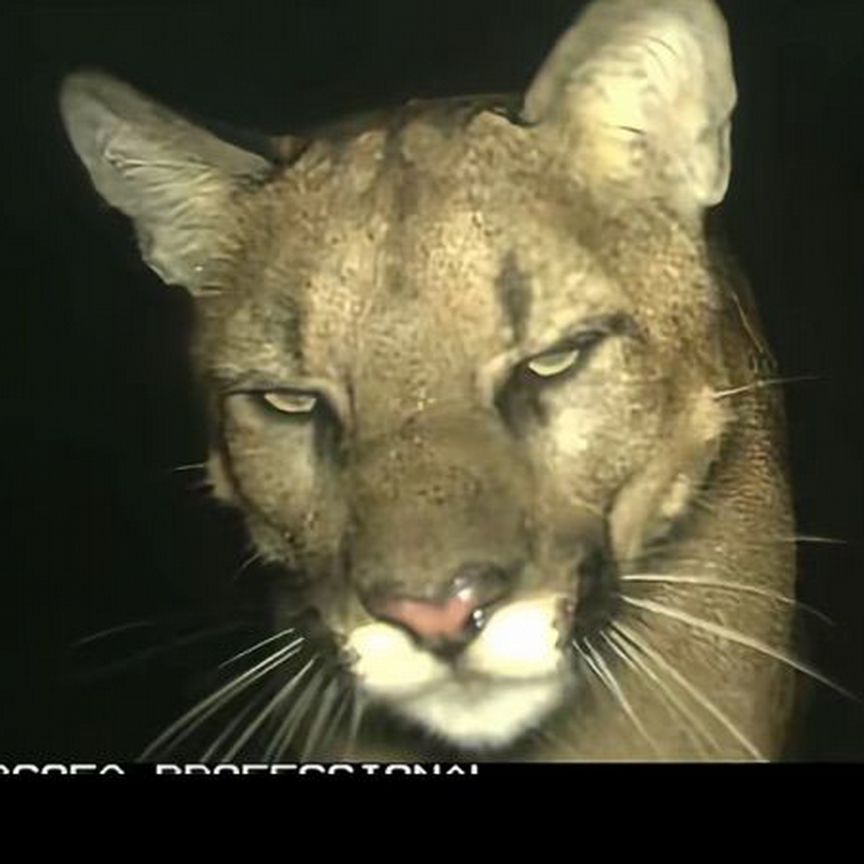 Донской сфинкс, взрослый кот