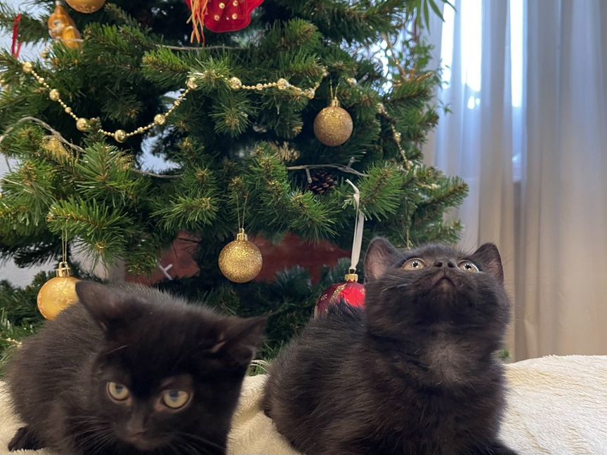 Котята британцы