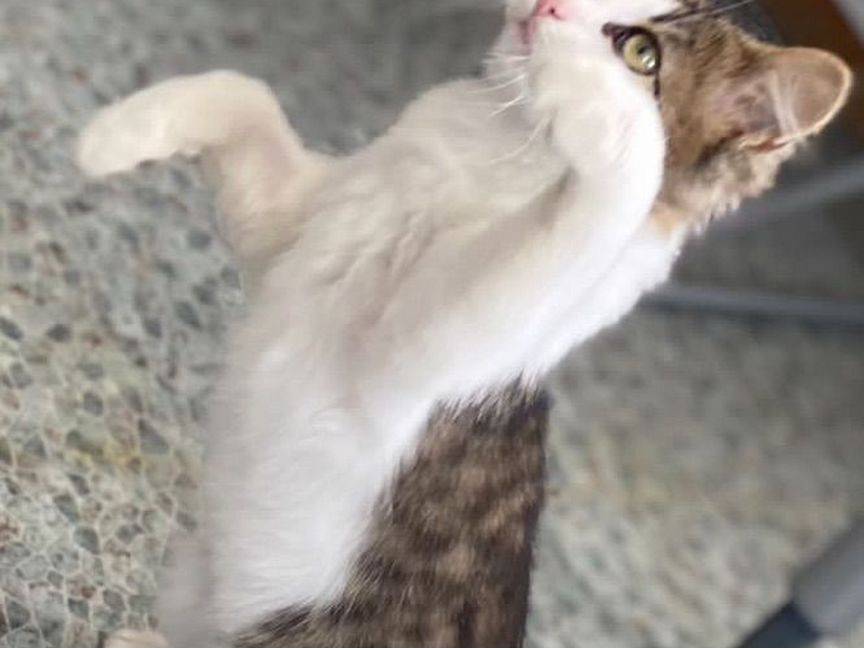 Котенок Серафим из приюта ищет дом