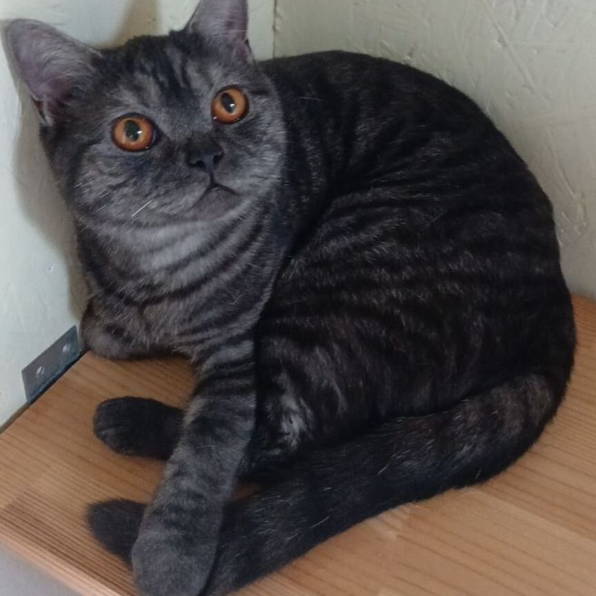 Британский короткошёрстный котёнок