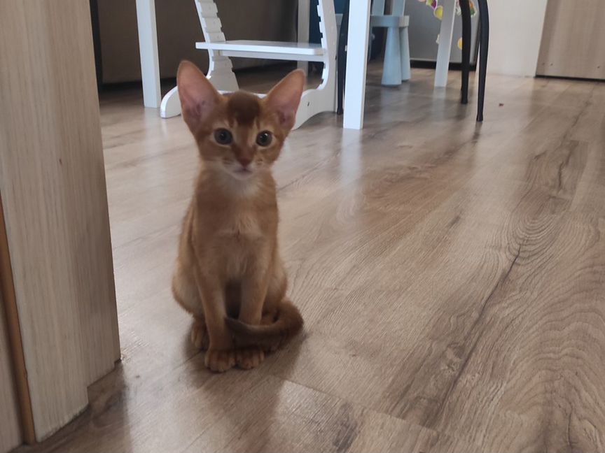 Продам котёнка Абессинского