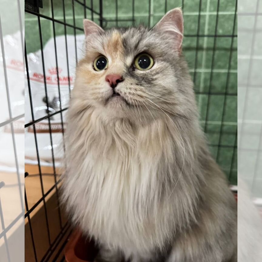 Кошечка по имени Весна ждет свою семью