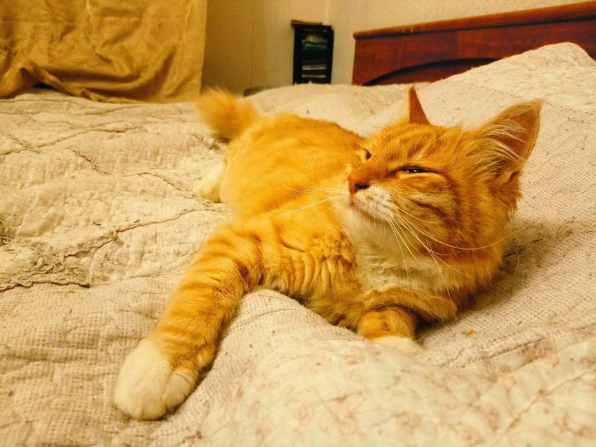 Отдам кота в добрые руки