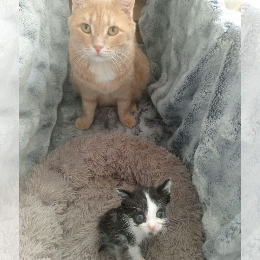 Котёнок в добрые руки
