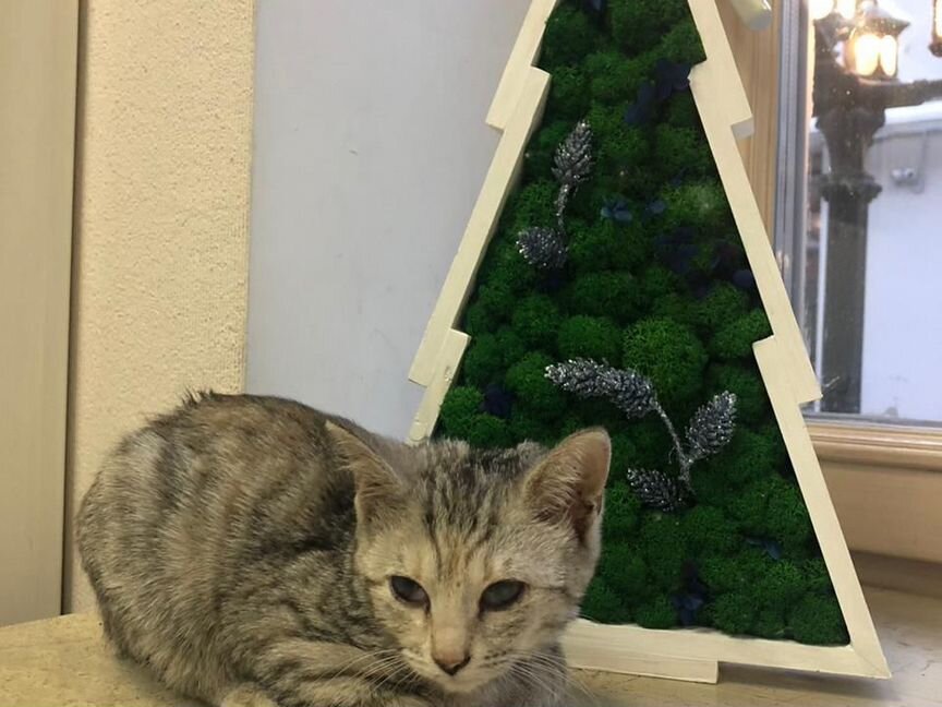 Рождественская котя в уходящем году Кота)