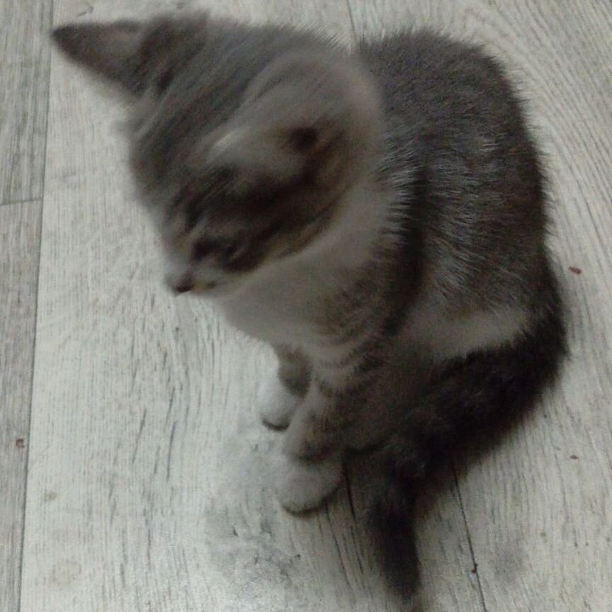 Котята в добрые руки бесплатно мальчик