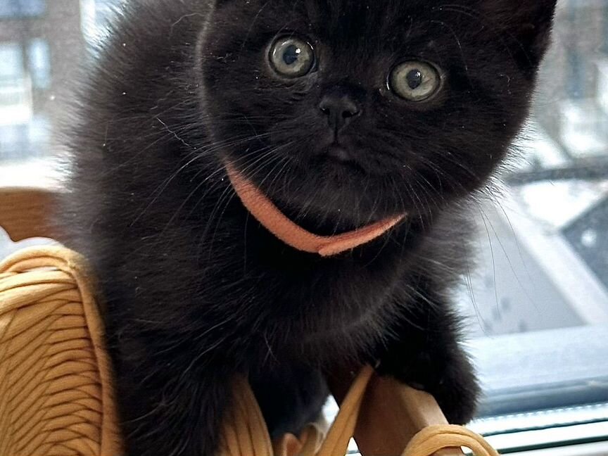 Черные британские котята