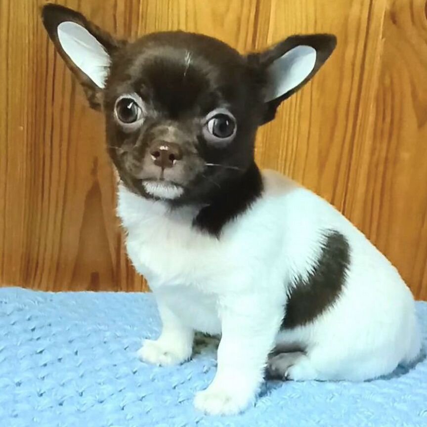 Чихуахуа, щенок