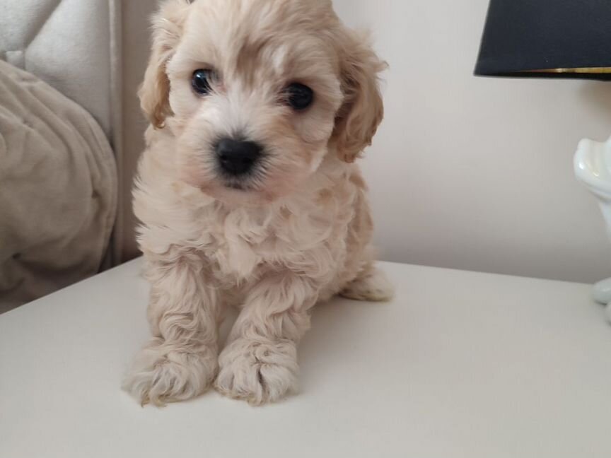 Maltipoo F1 /Мальтипу малыши