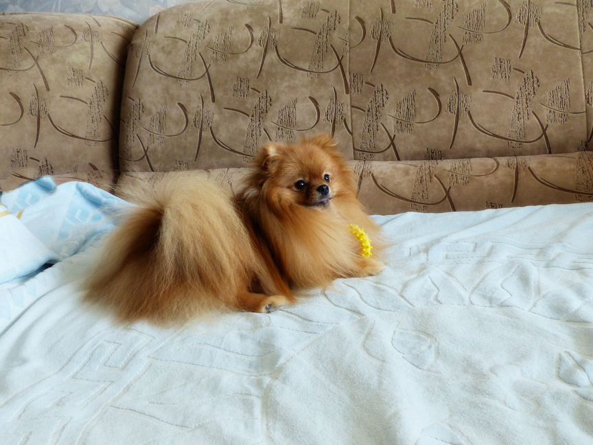 Вязка шпиц мальчик мини померанчик