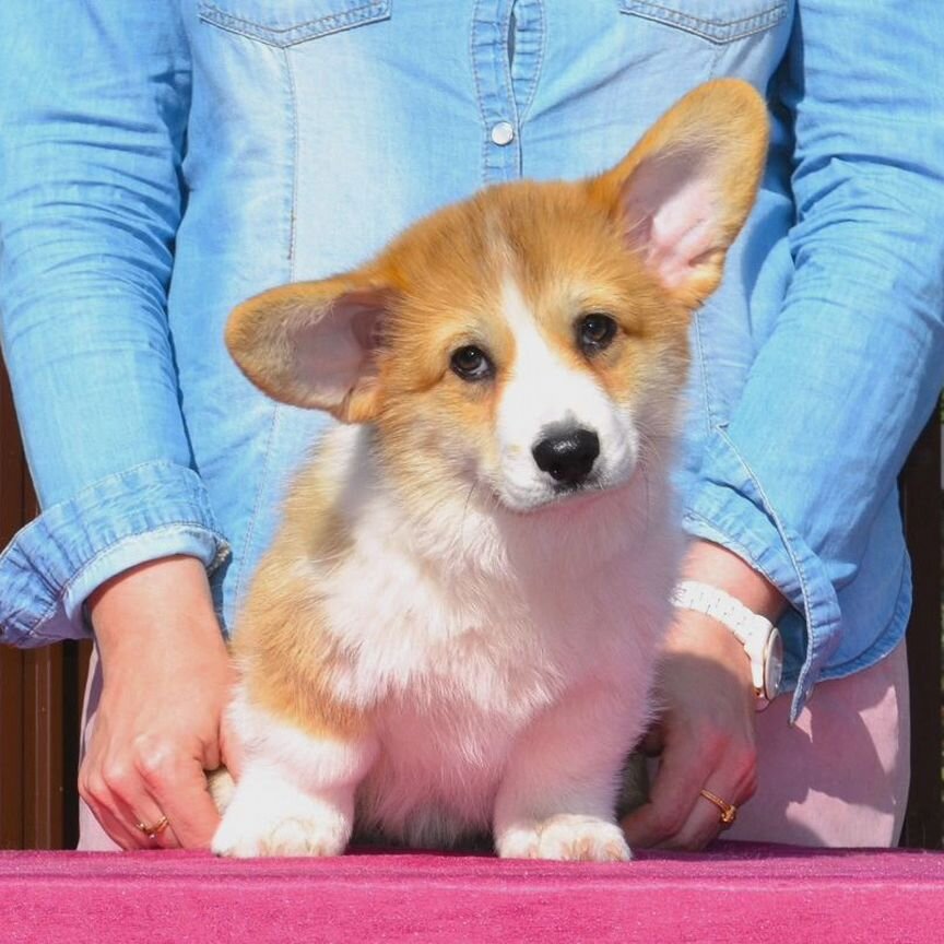 Энджел коржик
