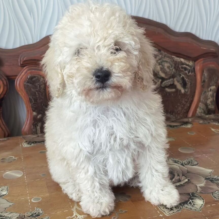 Той-пудель, щенок