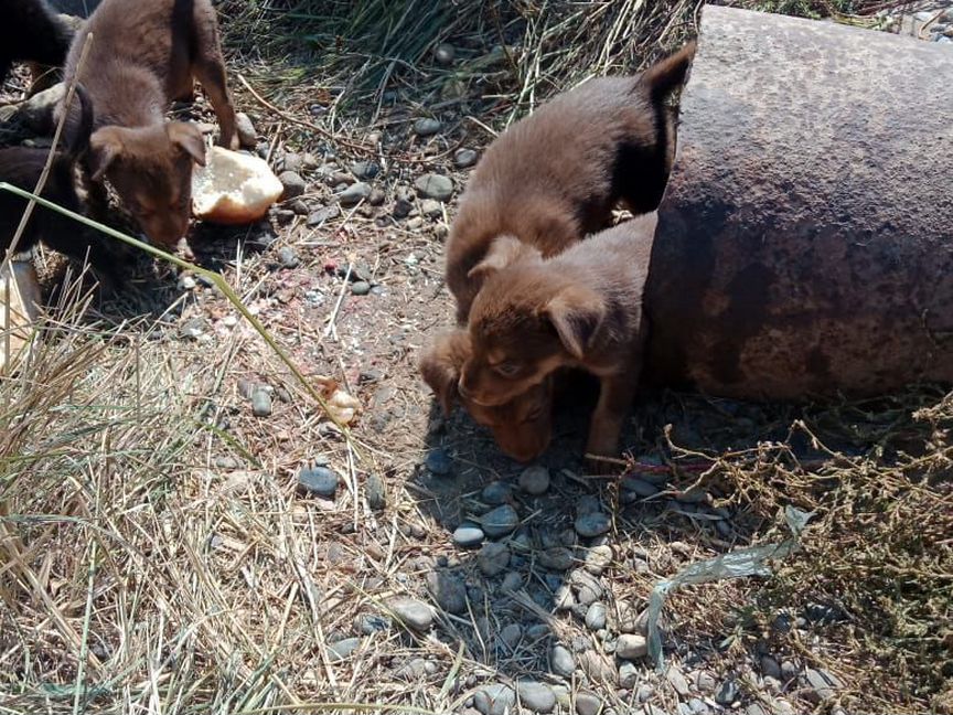 Щенок в добрые руки бесплатно