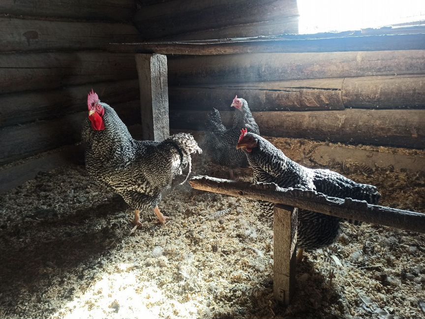 Продаётся куриная семейка