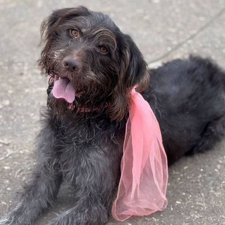 Ее предал человек