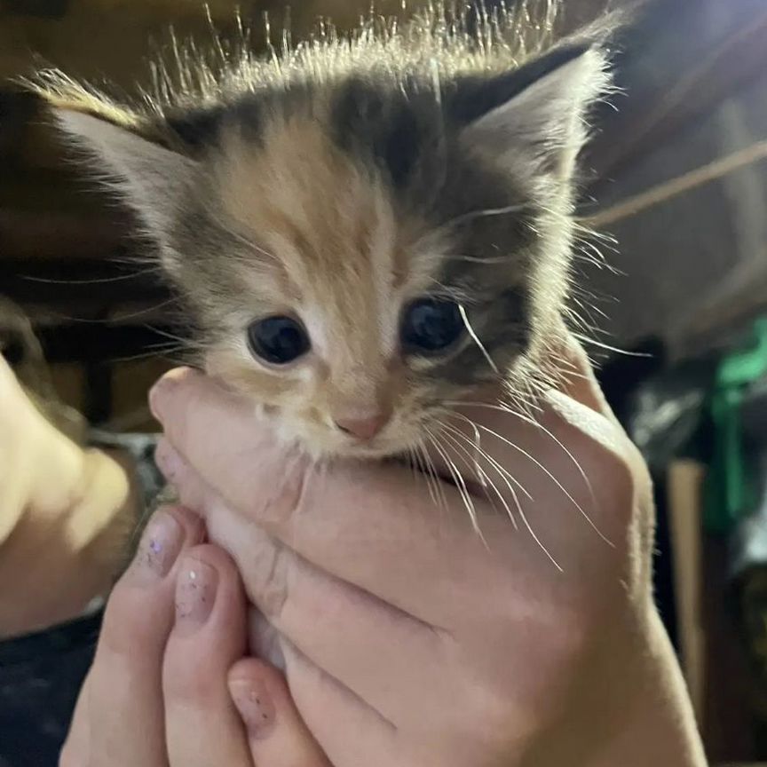Котёнок в добрые руки