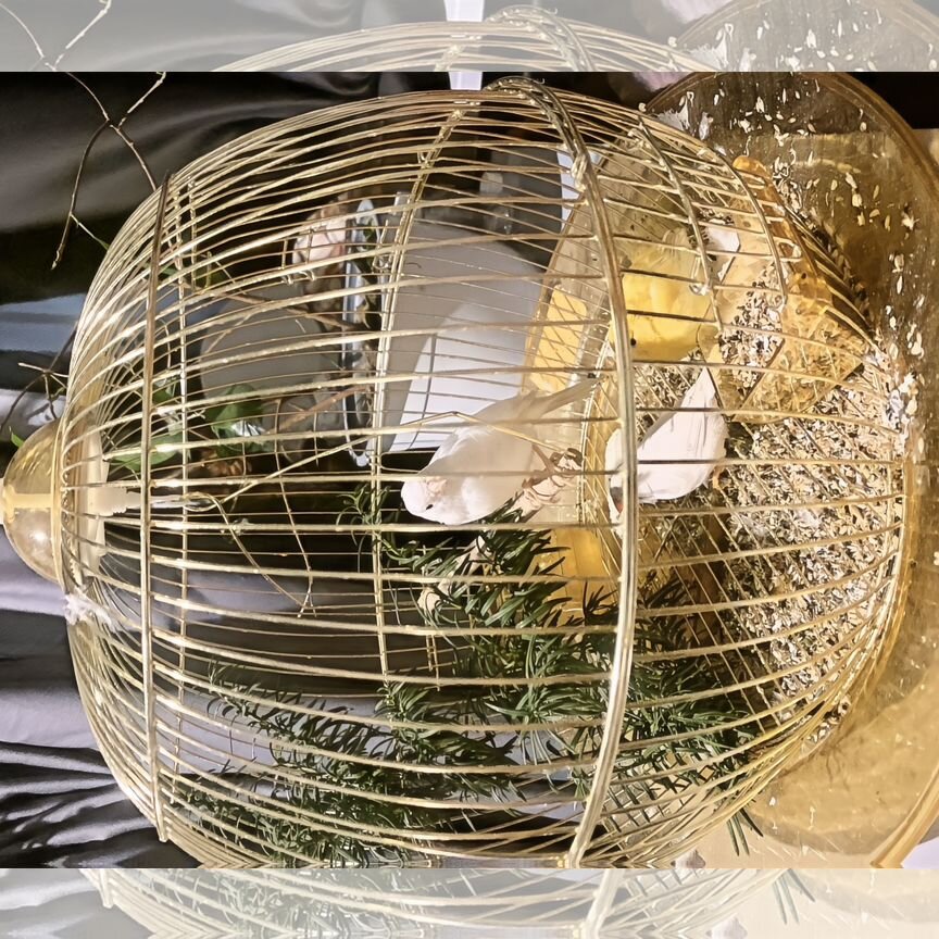 Кенарь и канарейка