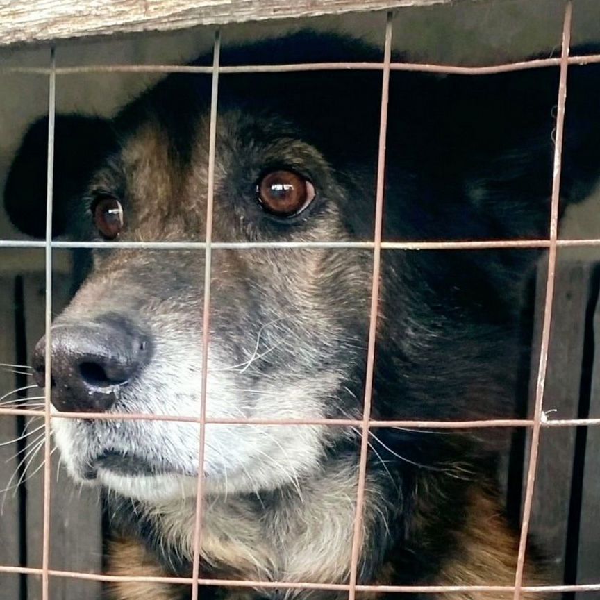 Немецкая овчарка, взрослый пёс