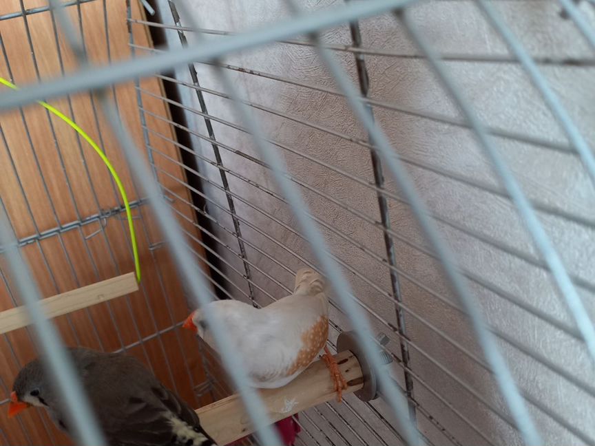 Зебровые амадины