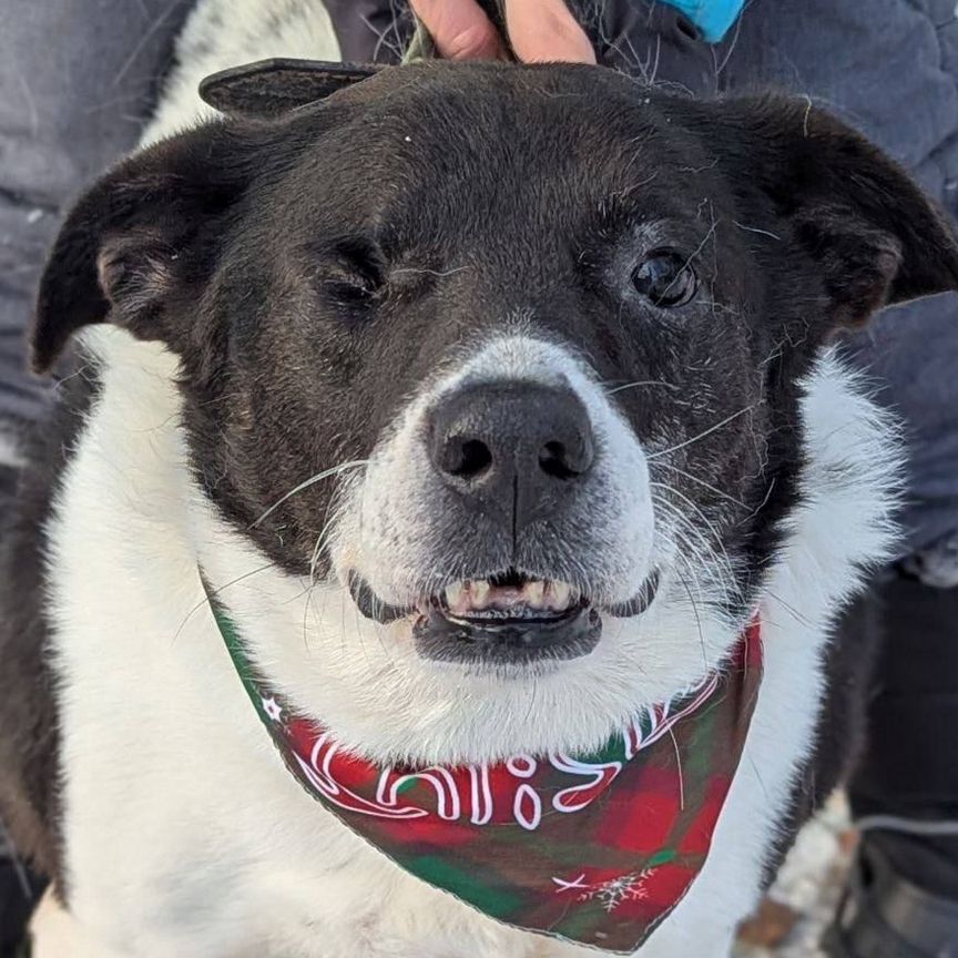 Взрослый пёс в добрые руки