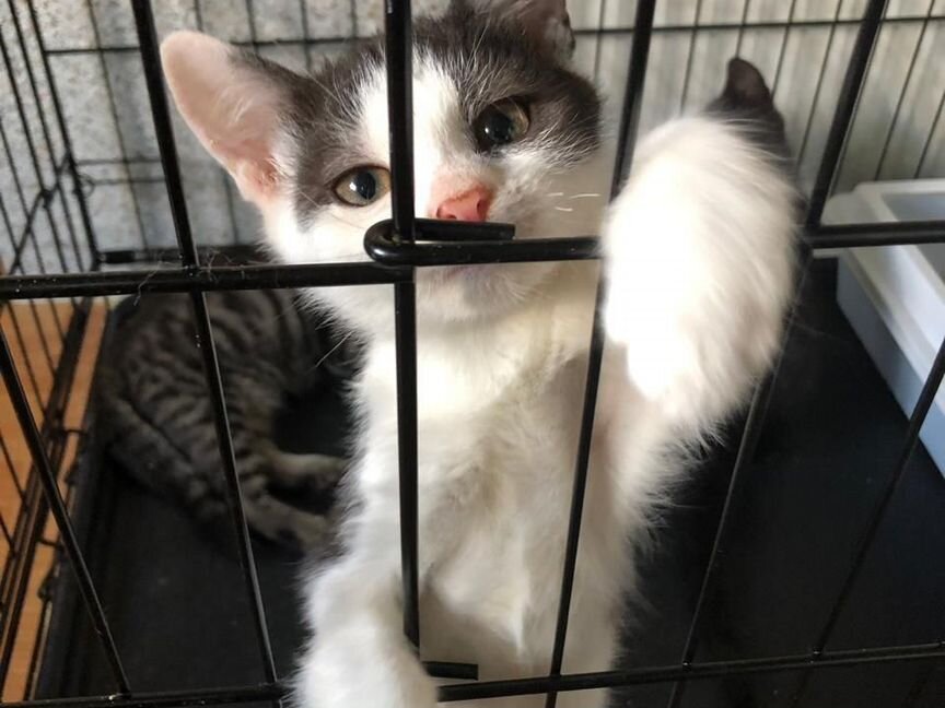 Нежный котенок