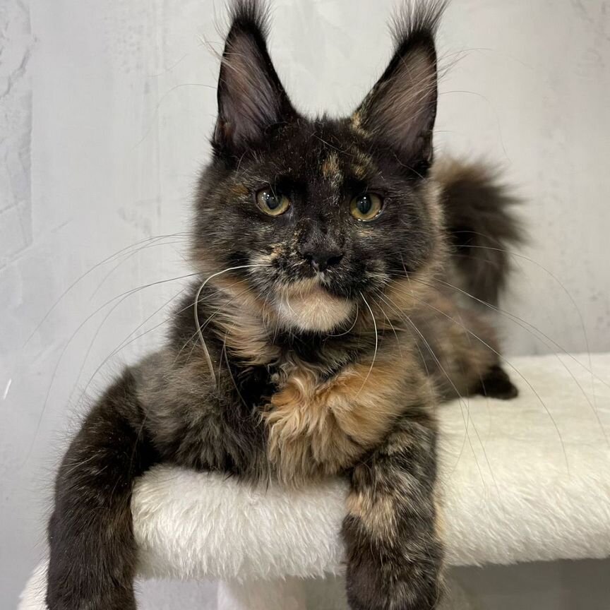 Мейн кун черепашка