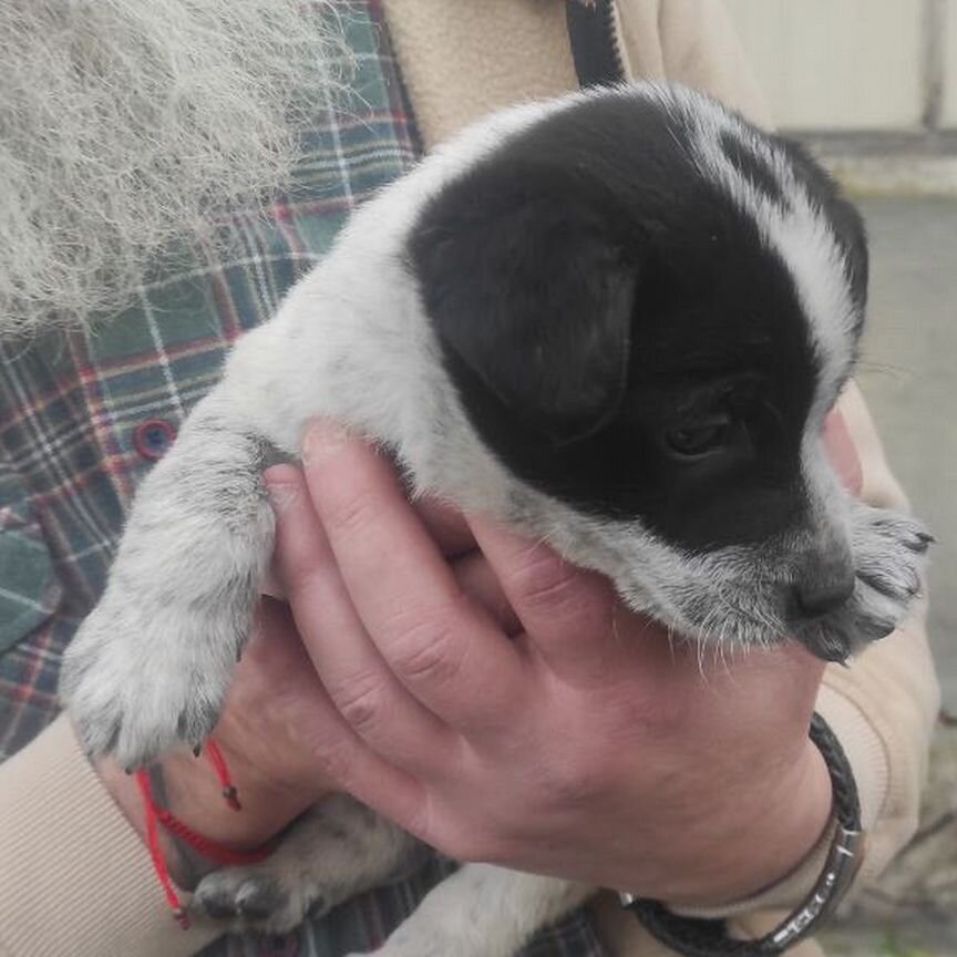 Щенок в добрые руки