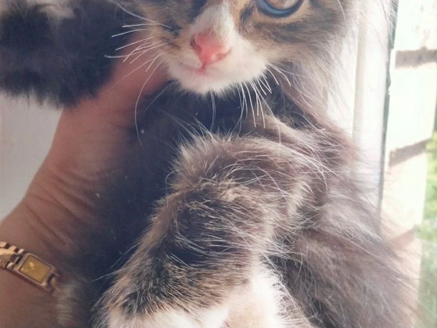 Красивый пушистик котенок дом ищет