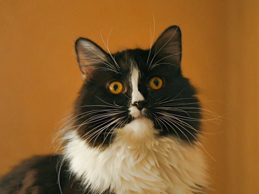Кошка Буся в добрые руки