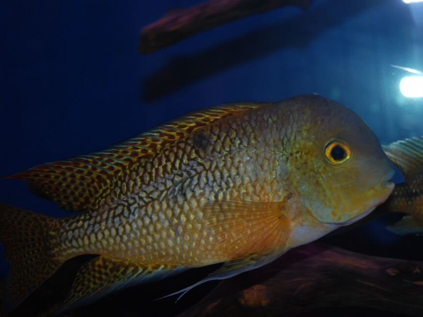 Никарагуанская цихлазома