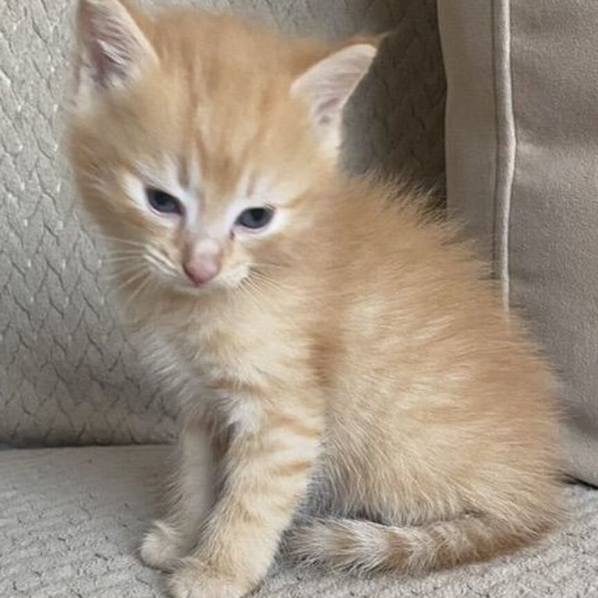 Сибирский котёнок