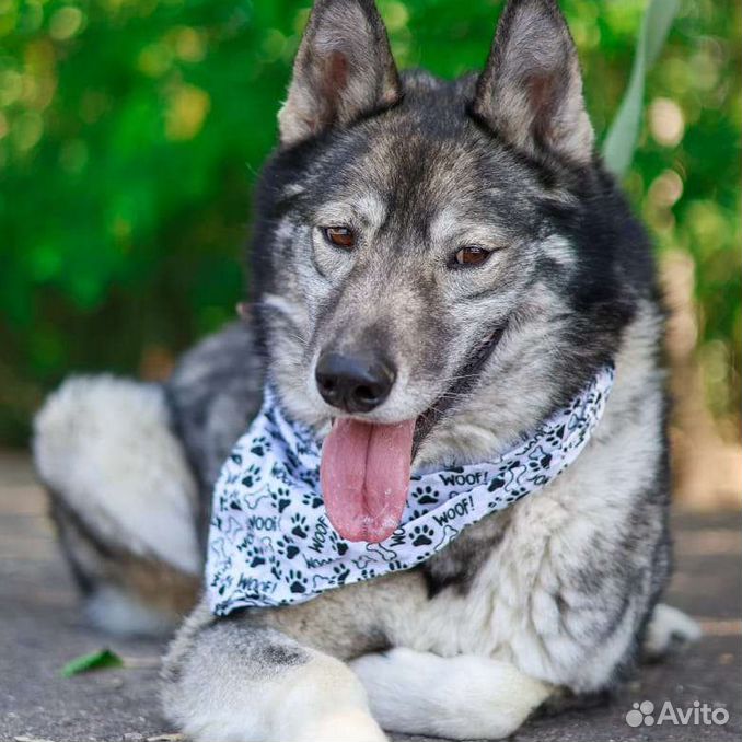 Гром из приюта