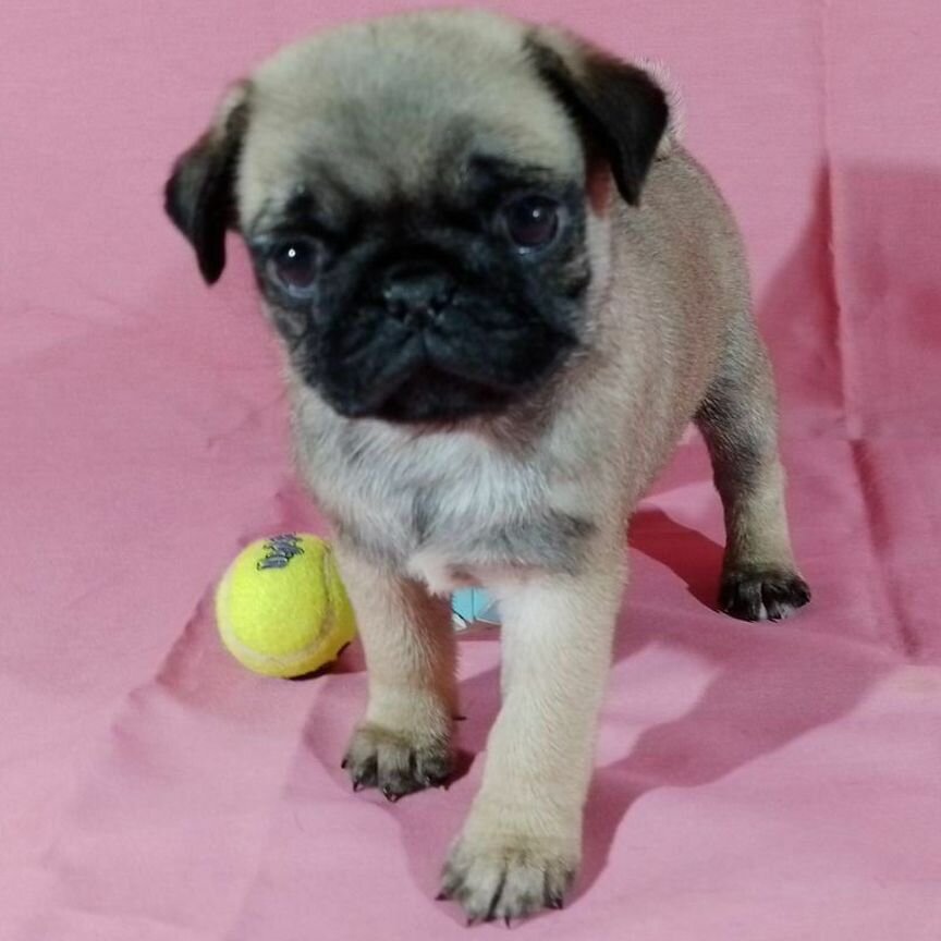 Мопс, щенок