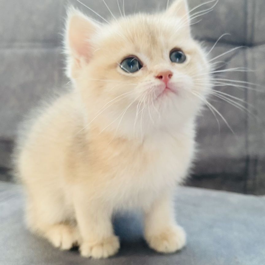 Британский короткошёрстный котёнок