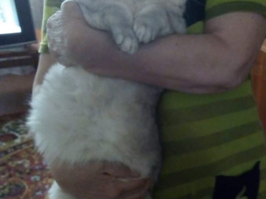 Британский кот