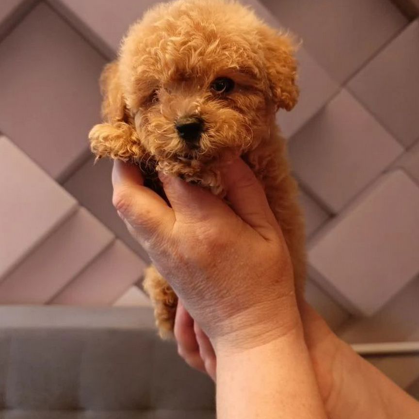 Мальтипу, щенок