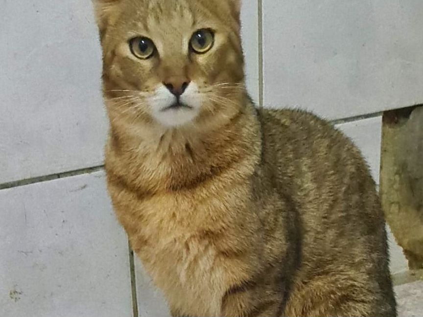 Кошка чаузи ф1