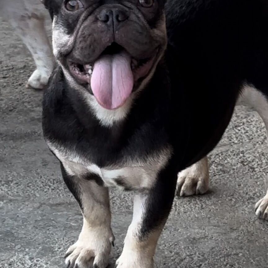 Французский бульдог девочка