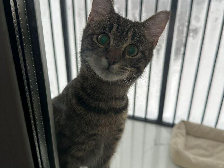 Котенок в добрые руки