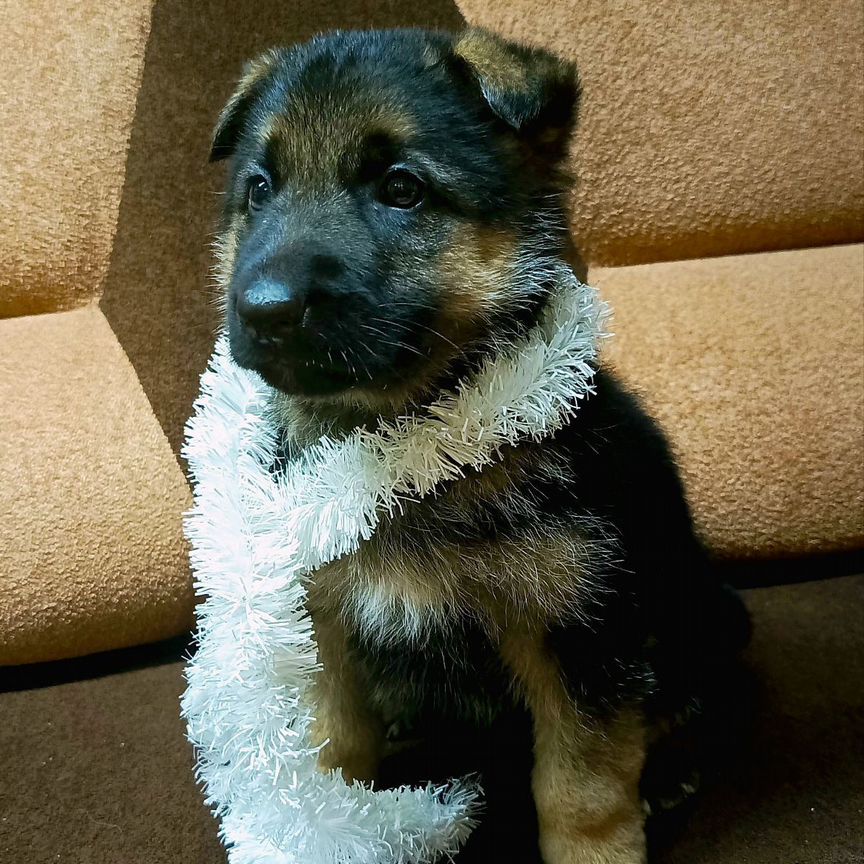 Немецкая овчарка, щенок