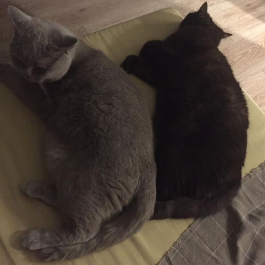 Коты в добрые руки